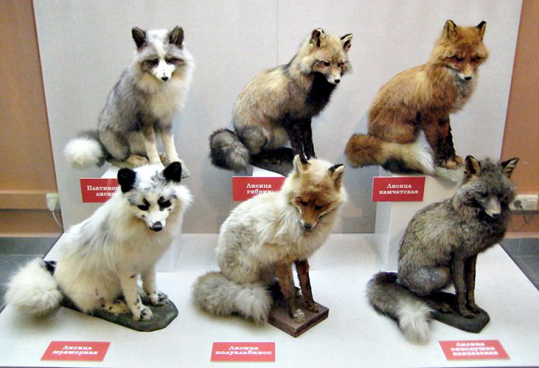 5 nieoczywistych ciekawostek na temat lisów - ciekawe.org - ciekawe.org