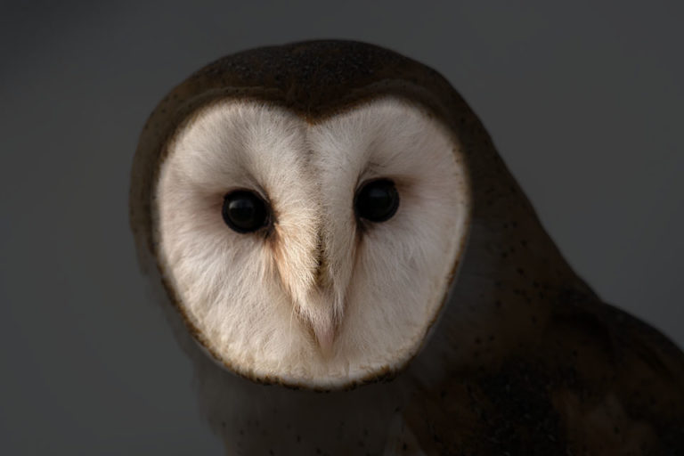 5 nieoczywistych ciekawostek o sowach - ciekawe.org - ciekawe.org